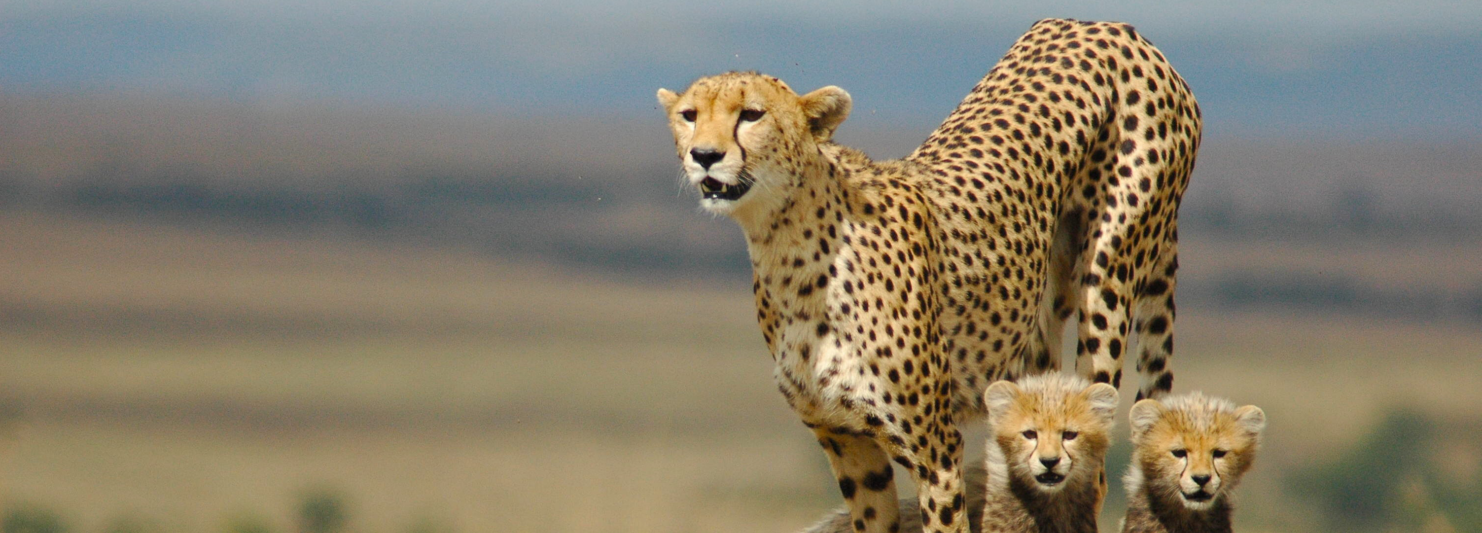How Cheetahs Outpace the Competition in the Wild - My Kenya Travel